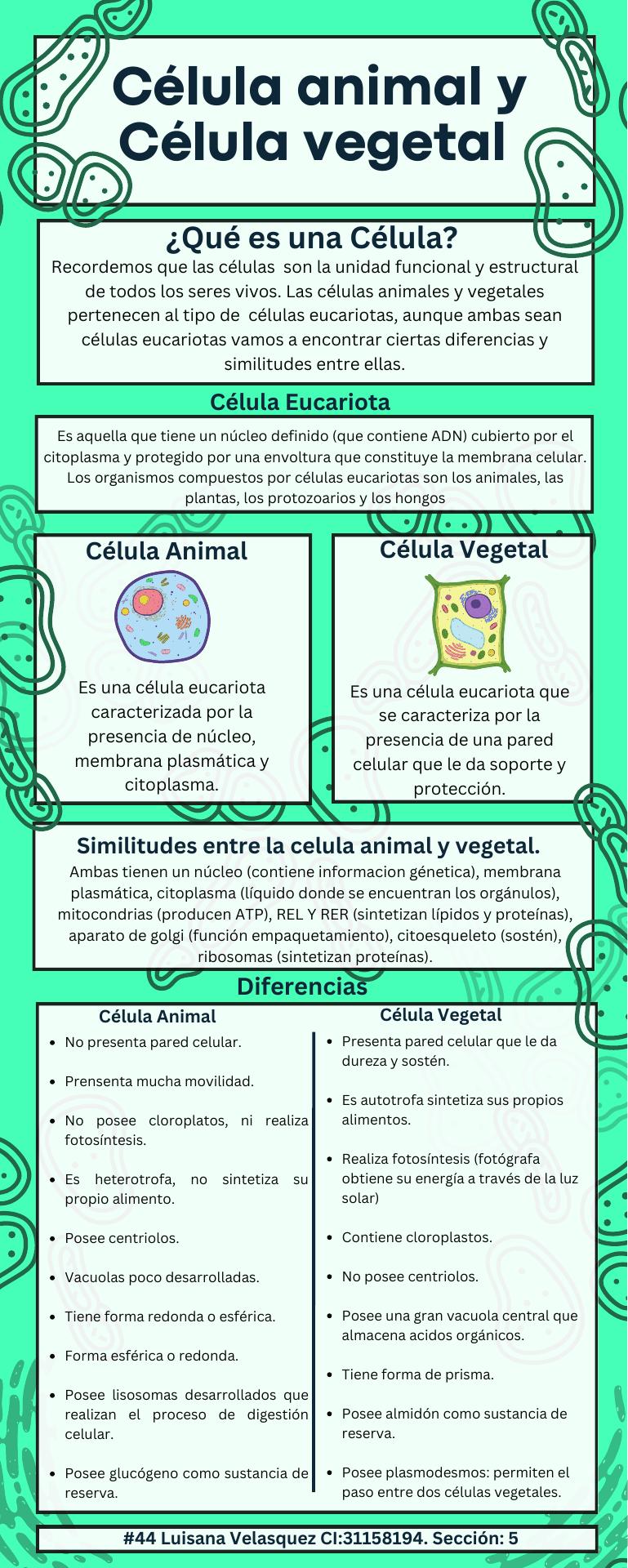 Cuadros Comparativos Entre Clula Animal Y Vegetal Para Descargar E